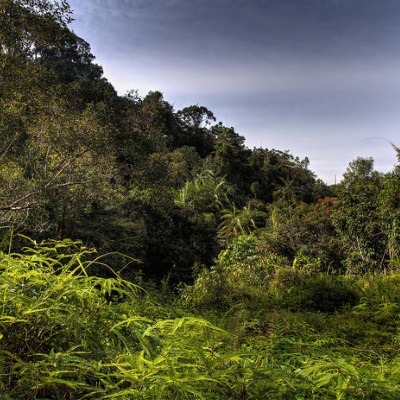 SINHARAJA FOREST - HamoosHamoos